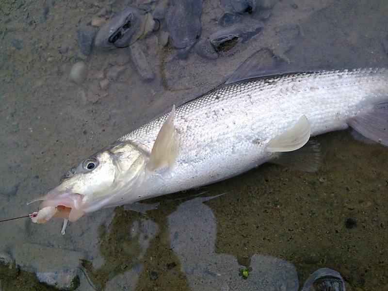 Pescuitul..Viata mea: Animale, pesti si momeli