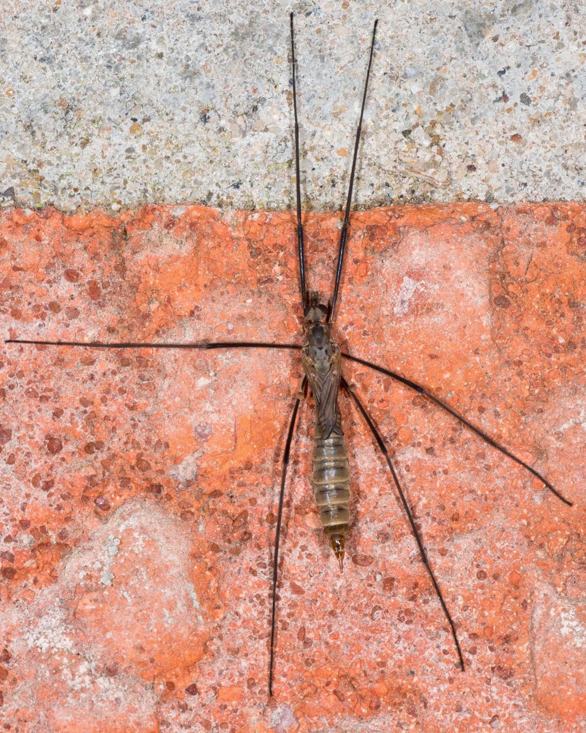 East Glamorgan Wildlife: Tipula pagana query