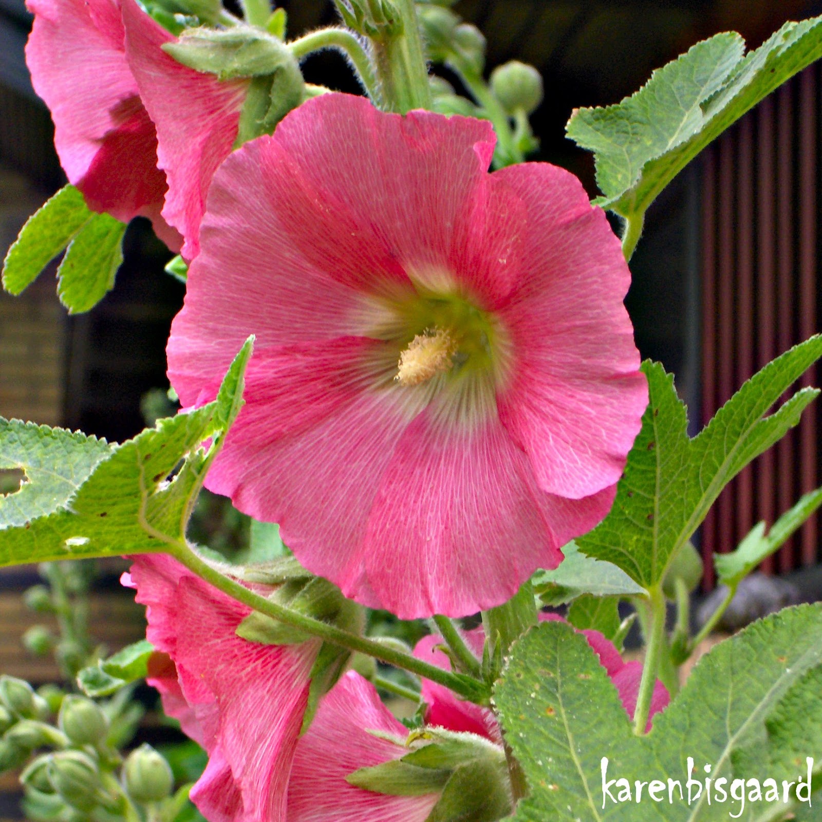 Karen`s Nature Photography: Pink Hollyhock Flower Close-up.