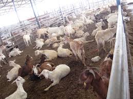 GOAT FARMING