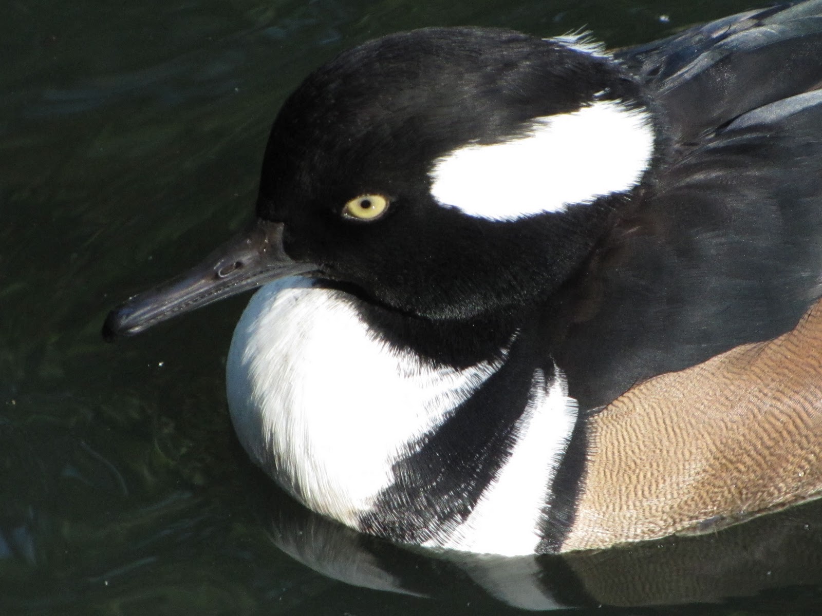 Circling the Smiling Pond: Zoo Ducks