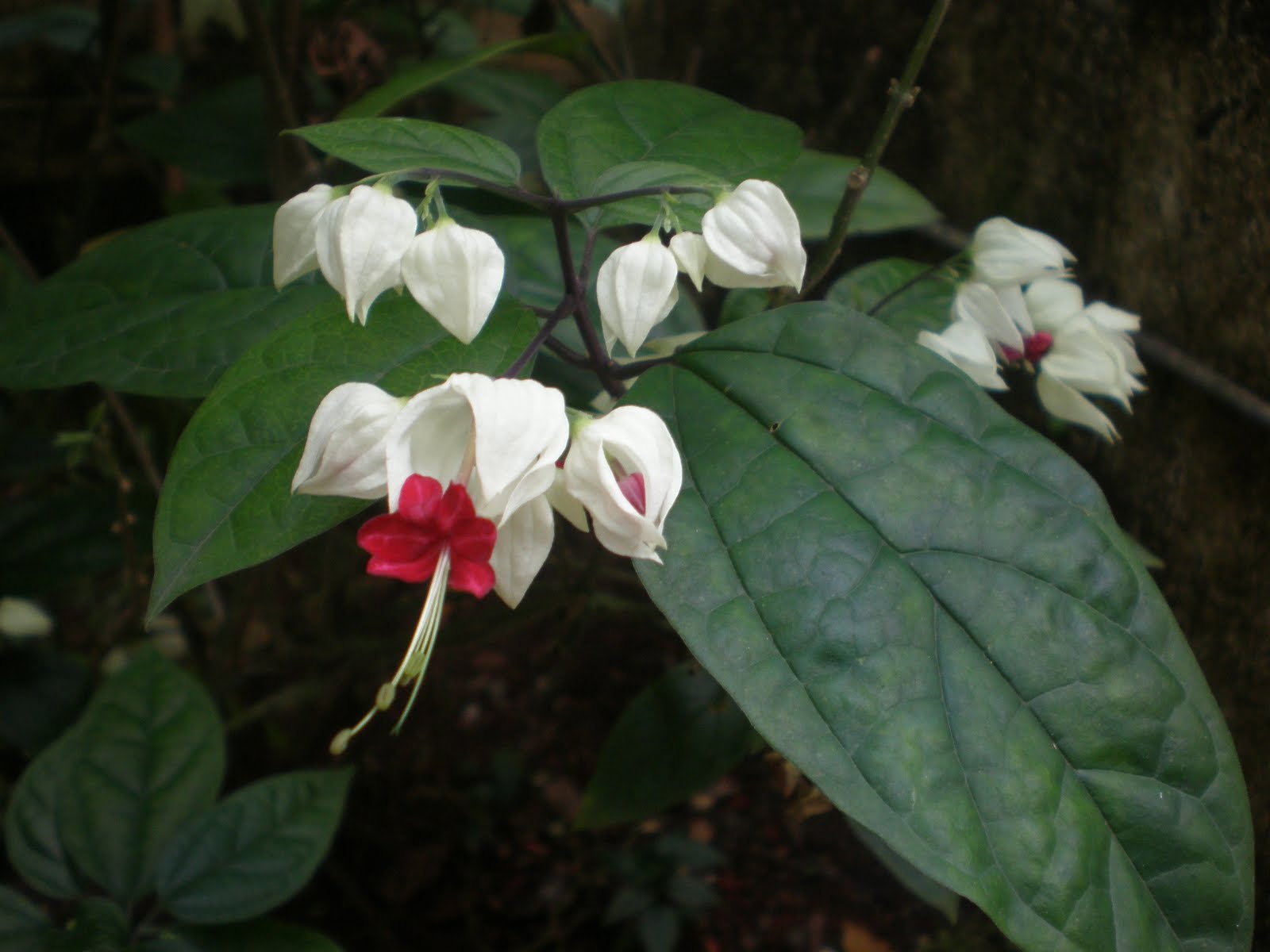 Chitra's Garden: Bleeding heart vine