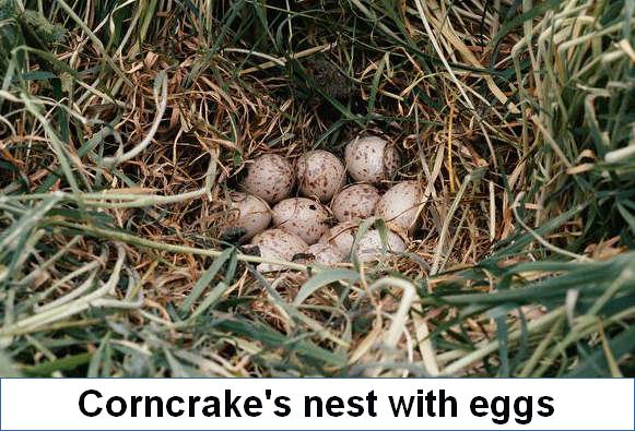 OldScrotesHome: Corncrakes and mosscheepers