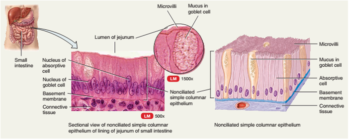 Classification & 8 Types Of Epithelial Tissue | All About Epithelial ...