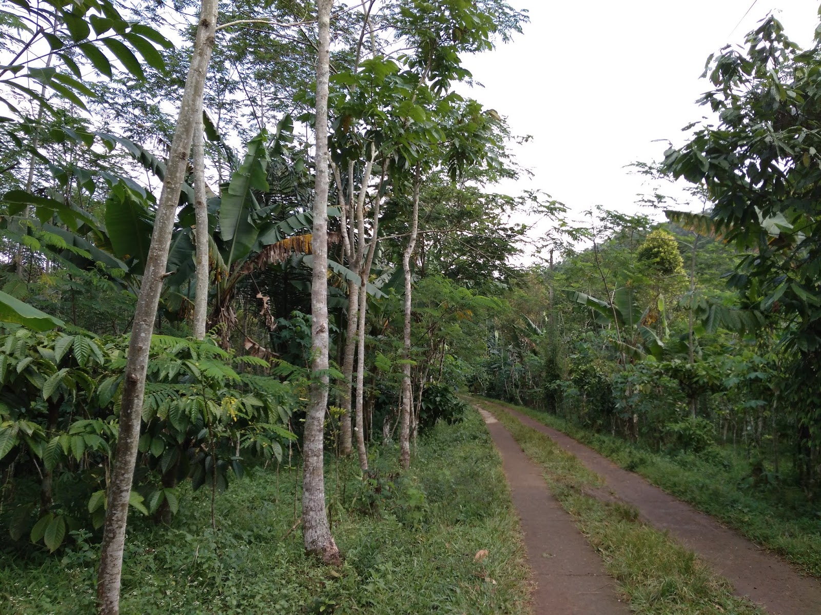 Agroforestry pada Hutan Rakyat di Temanggung