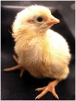 20 Tahap Perkembangan Embrio Ayam Dalam Telur ~ Hobi Ayam