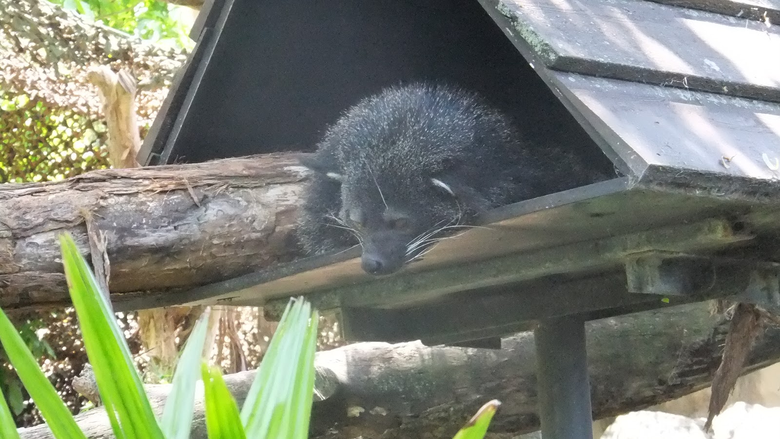 Justina-Overseas: Taronga Zoologijos Sodas Sidnėjus