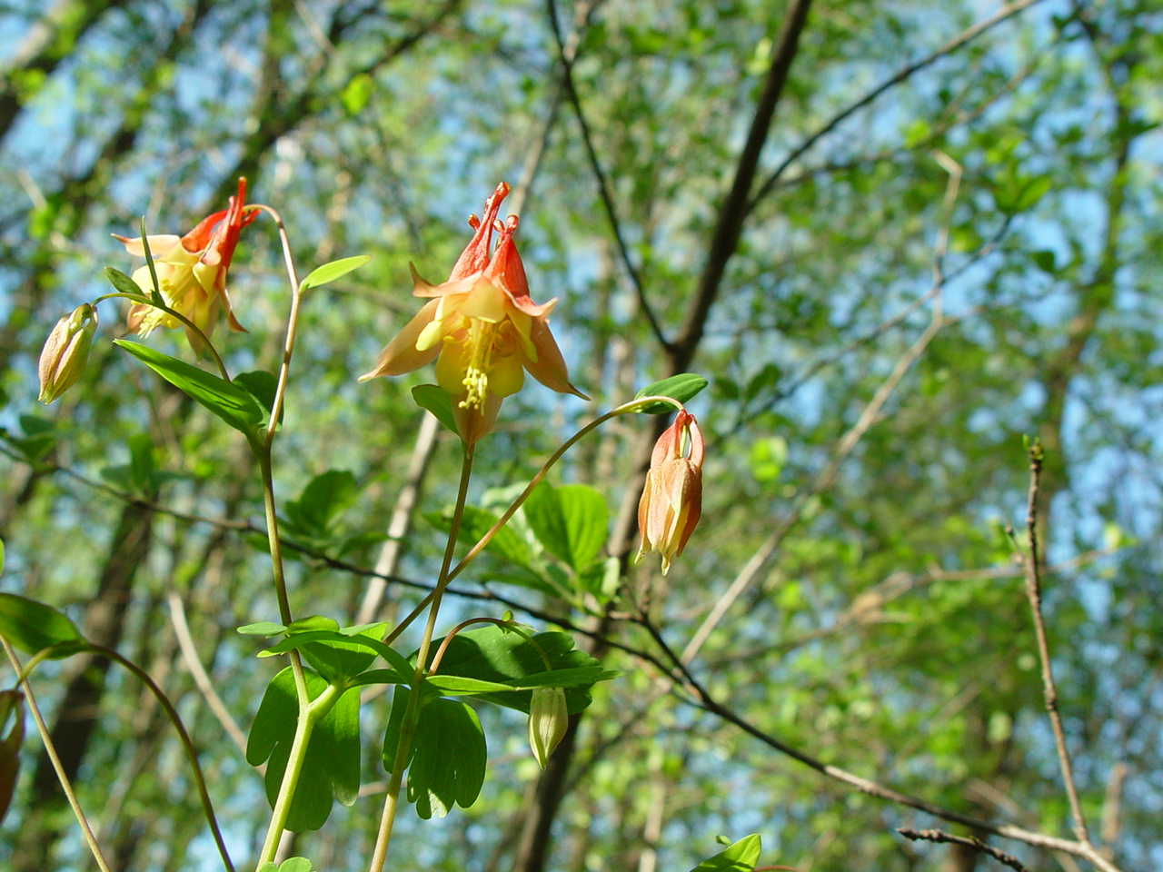 Wild Wild Woods: Columbine blooms in the woods
