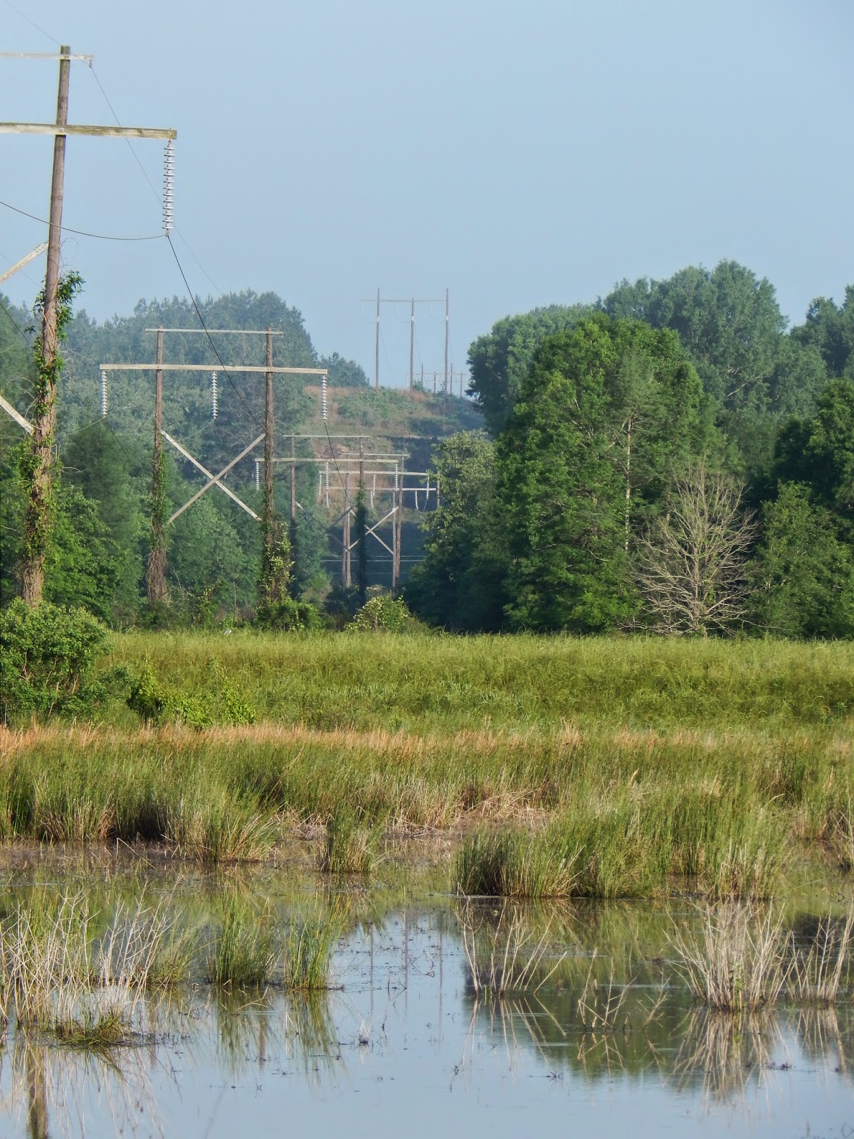 Central Louisiana Birding & Wildlife: Willow Lake, Bushley Bayou, and ...