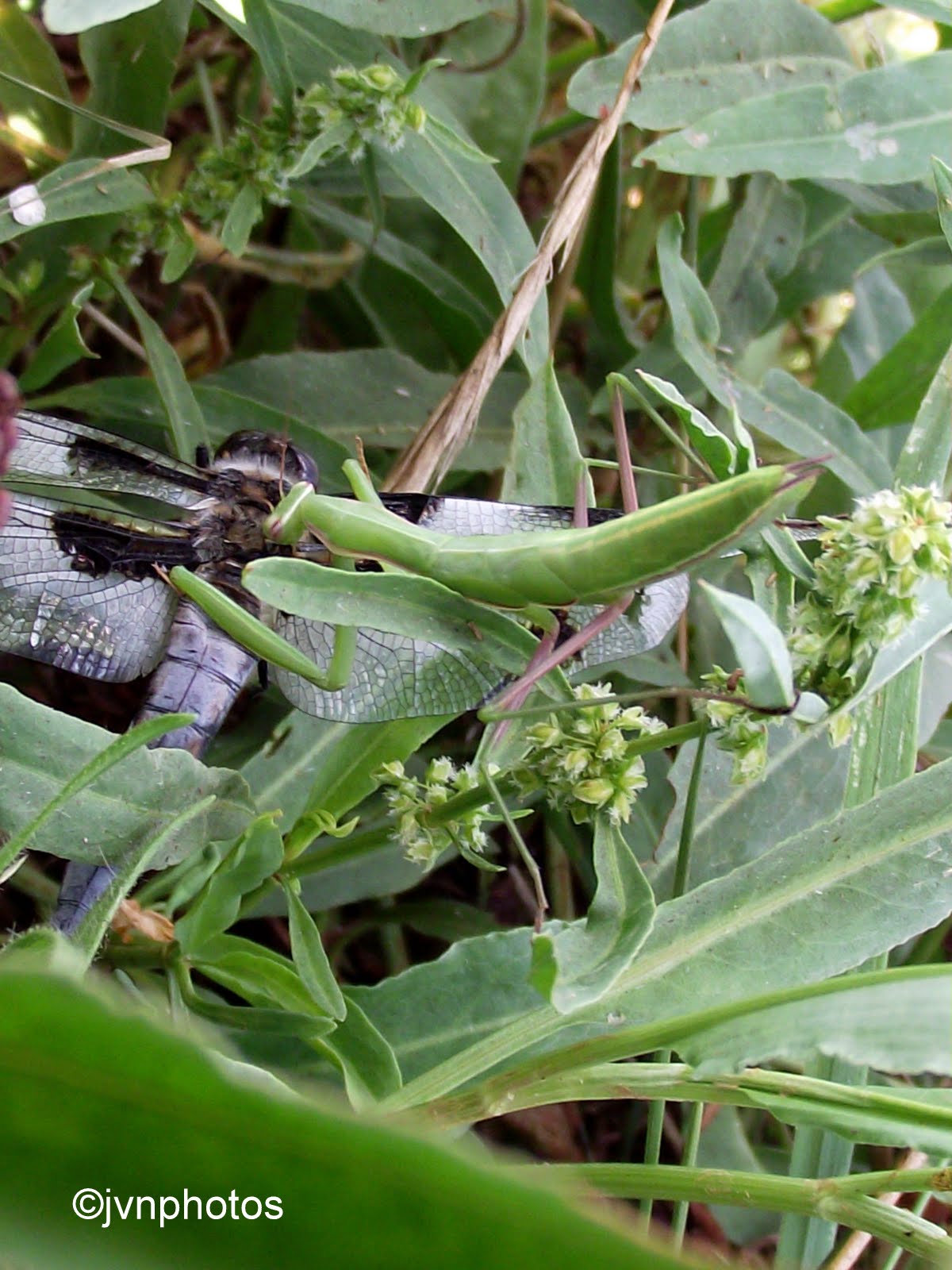 Photos by Jan: Praying Mantis Attacking a Dragonfly