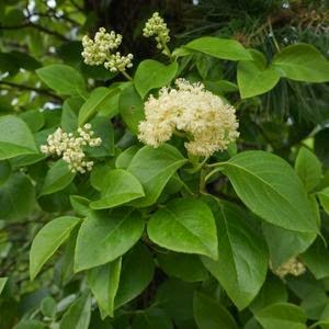 Basic Care: Types Of Hydrangea : Climbing Hydrangea