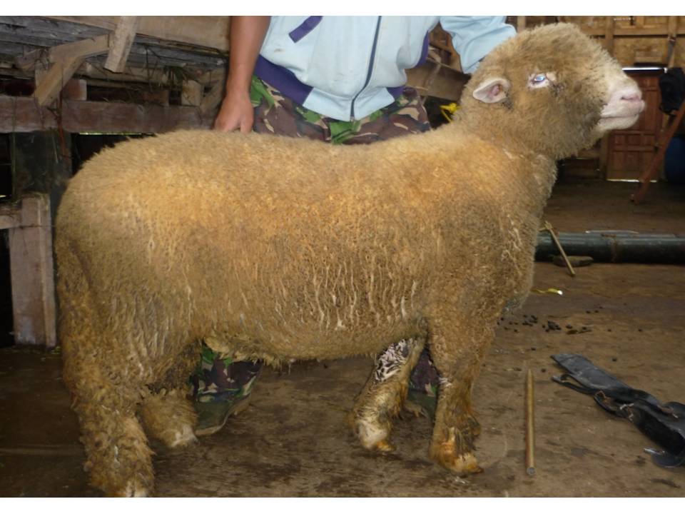 Karakteristik Jenis Domba Batur | Budidaya Ternak