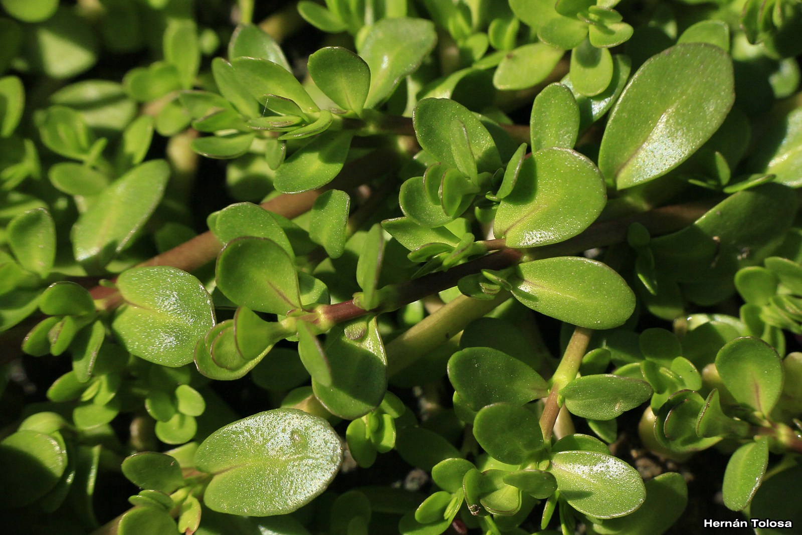 Flora Bonaerense: Bacopa (Bacopa monnieri)
