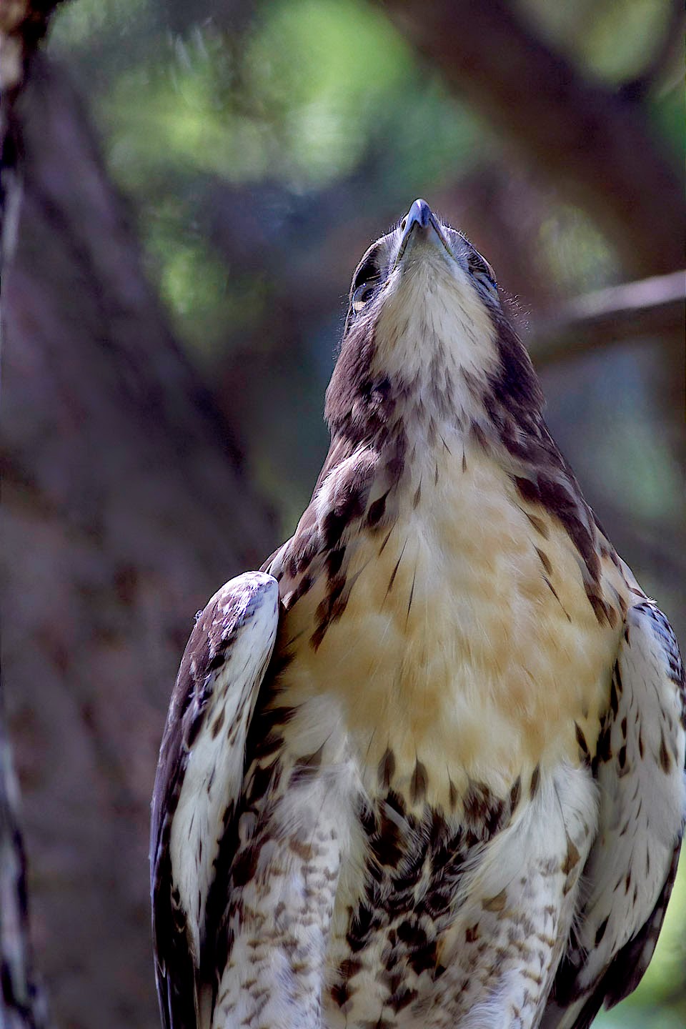 Ann Brokelman Photography: Toronto Wildlife Centre Red-tailed Hawk ...