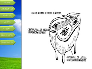 YanuarRamadhanUltraJaya (ASP BATCH 2): Anatomi Fisiologi : Struktur ...