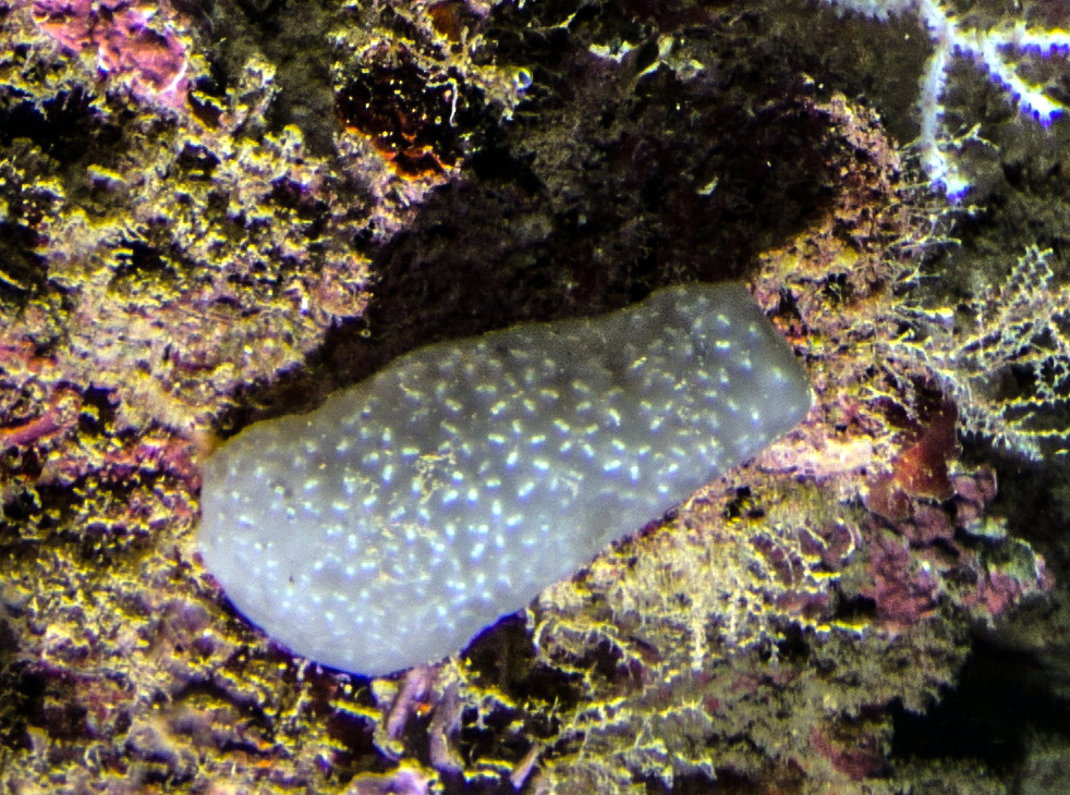 Taxonomía Chordata: Clase Ascidiacea