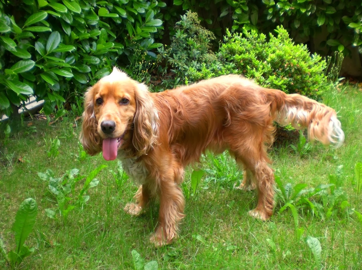 Raza Cocker: Mi perro preferido