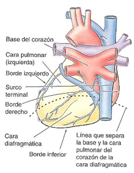 Anatomía Del Corazon: Configuración Externa Del Corazón