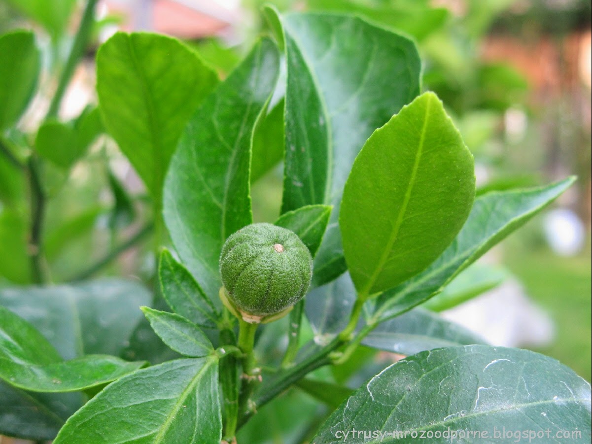 Cytrusy Mrozoodporne: Citrandarin