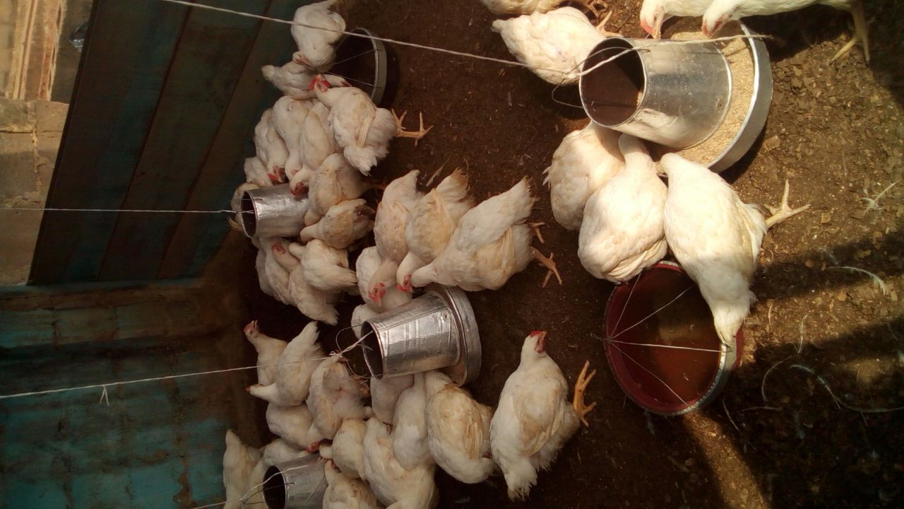 Complete Guide On Brooding Of Day-old-chicks - Justagric