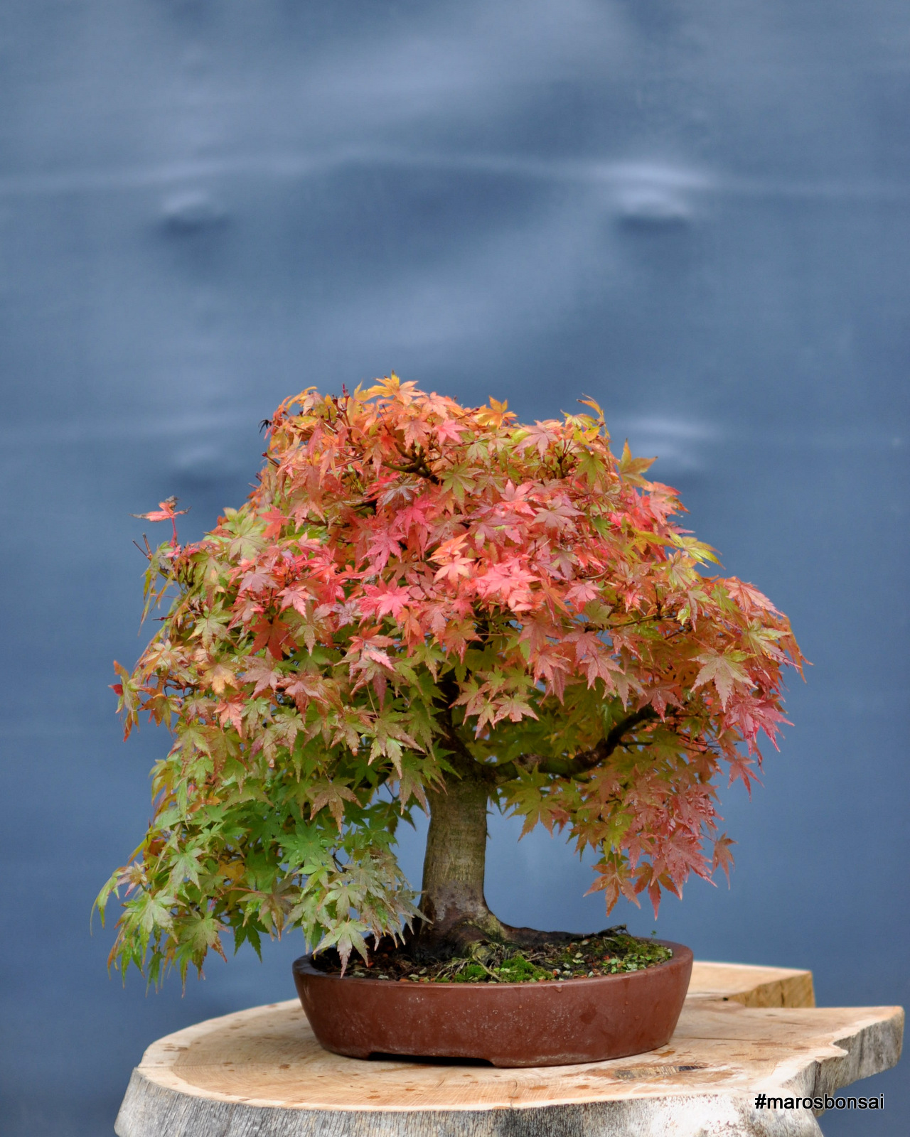 Maros Bonsai Blog: Acer palmatum