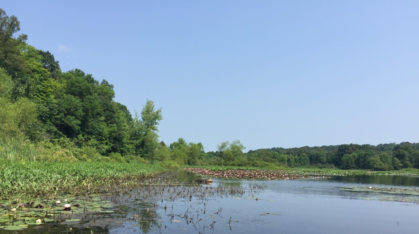 Kayaking Across Ohio: Lake Rupert: Damselflies' Playground