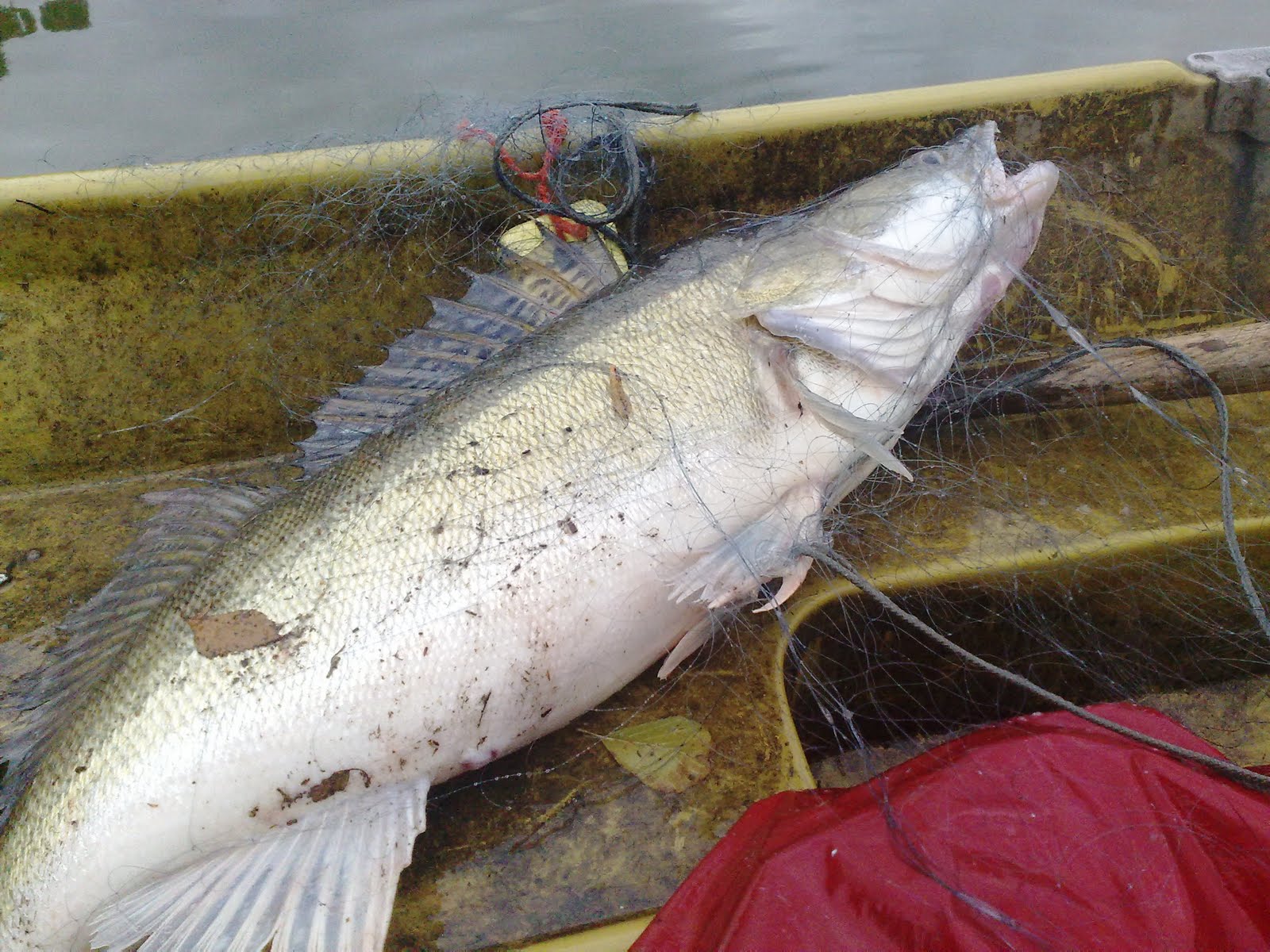 Kotimainen kala: Nyt alkoi iso kuha tulemaan pintaan.
