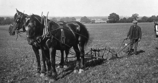 North Mymms History Project: Farming - Pictures From The Past