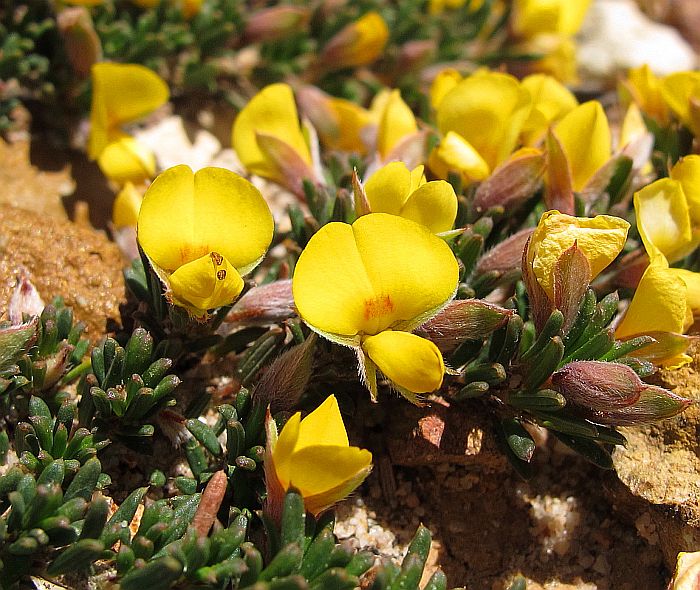 Esperance Wildflowers: Pultenaea purpurea