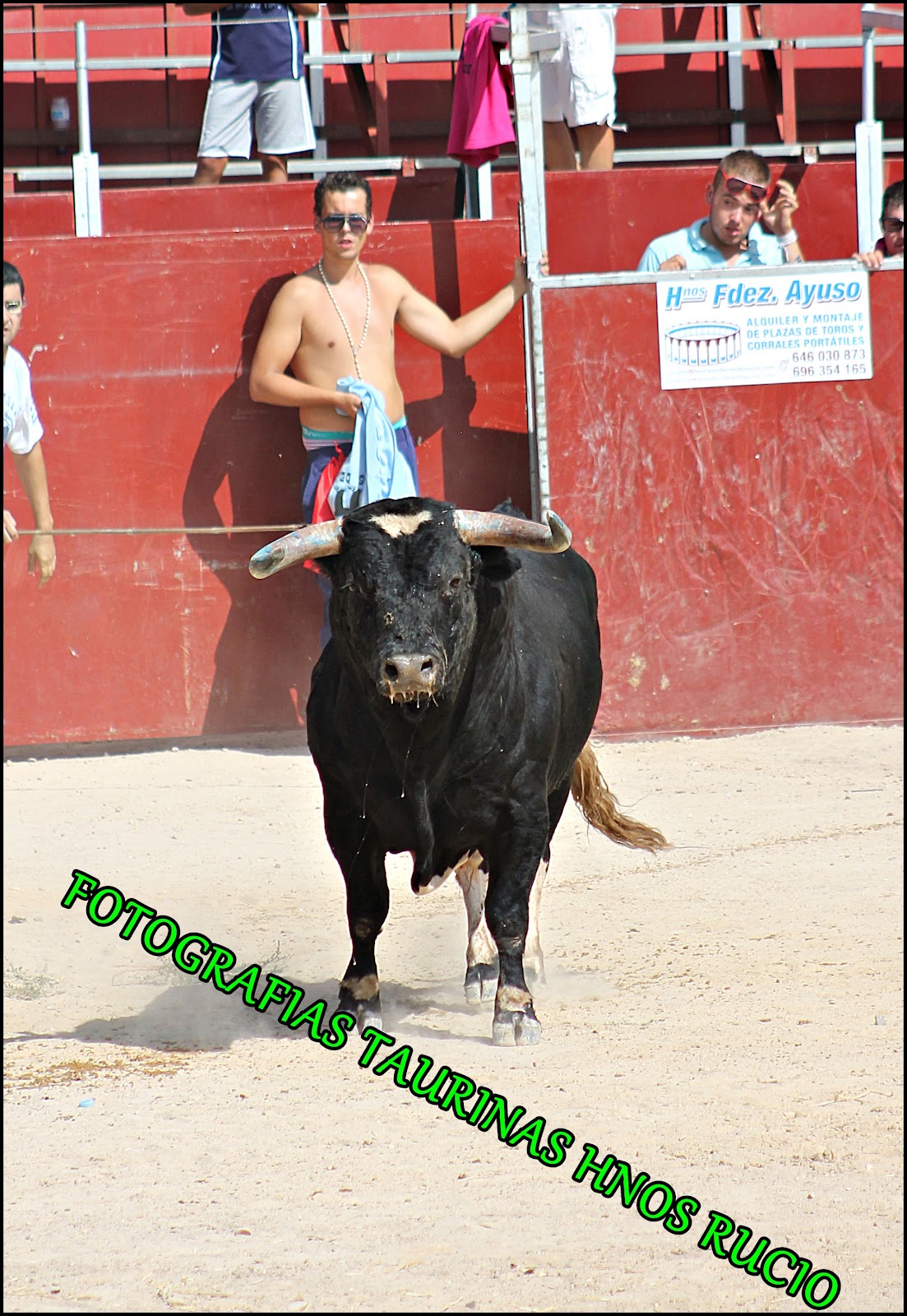 FOTOGRAFIAS TAURINAS HNOS RUCIO: TOROS DE CAJON DE ALDEAMAYOR DE SAN MARTIN