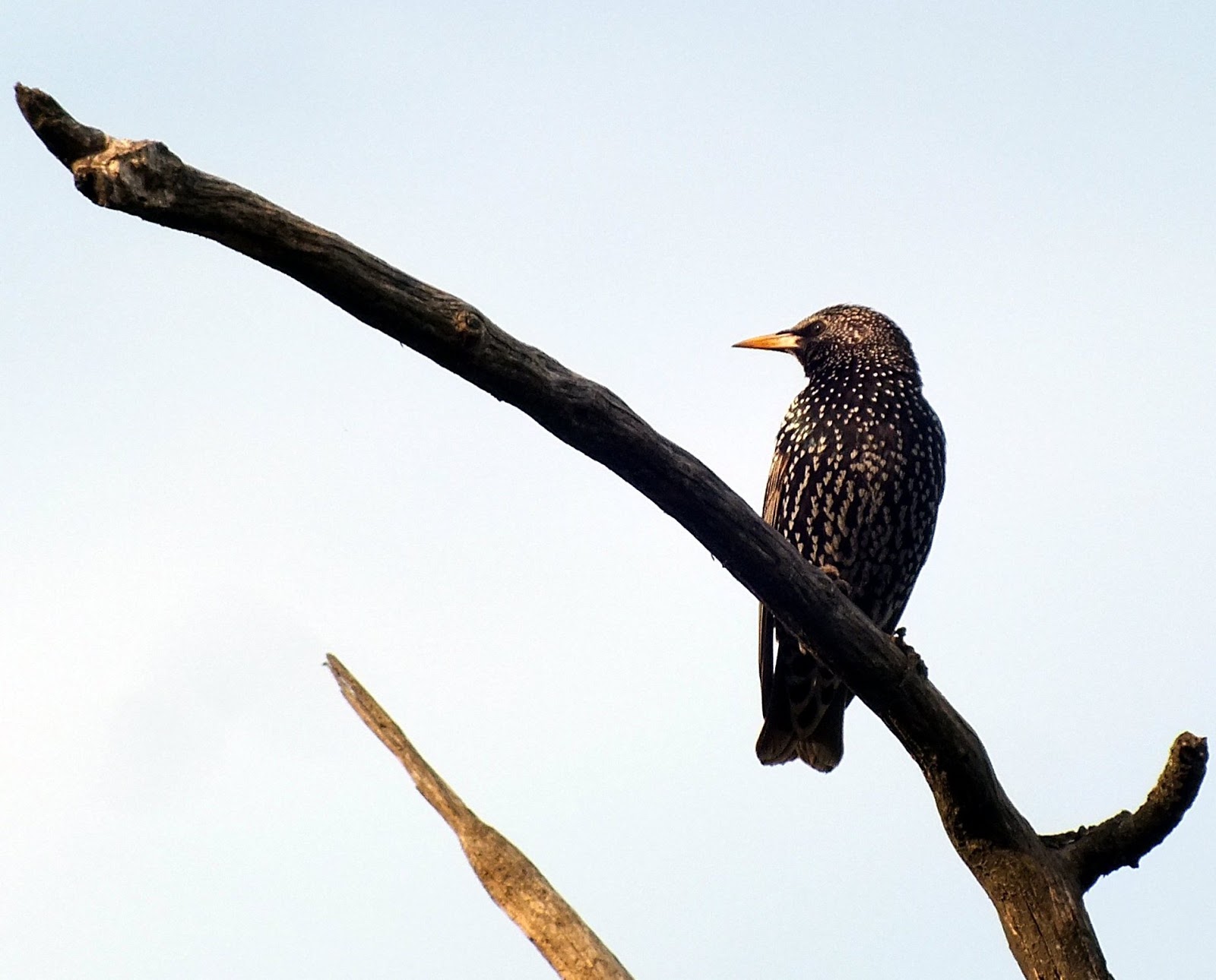 Jurnalul unui desculț : graur padurea vedea alexandria teleorman