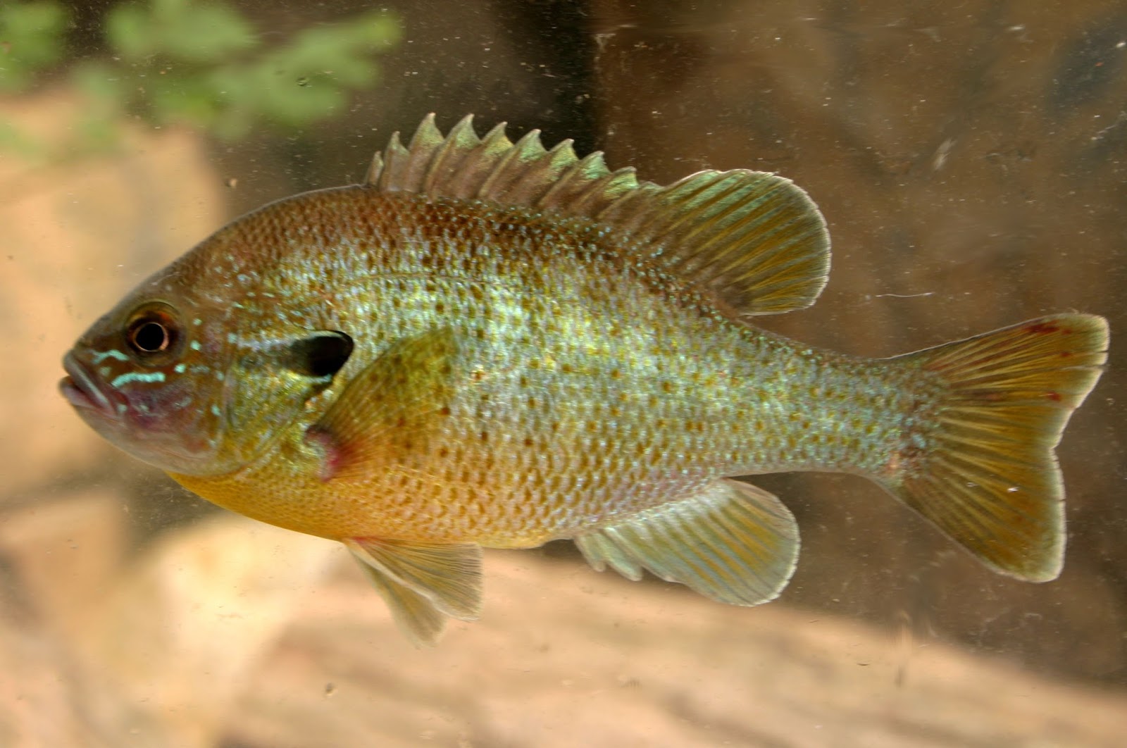 Mania de Aquário: Perca do Sol (Sun perch, Lepomis sp. , Sun fish)