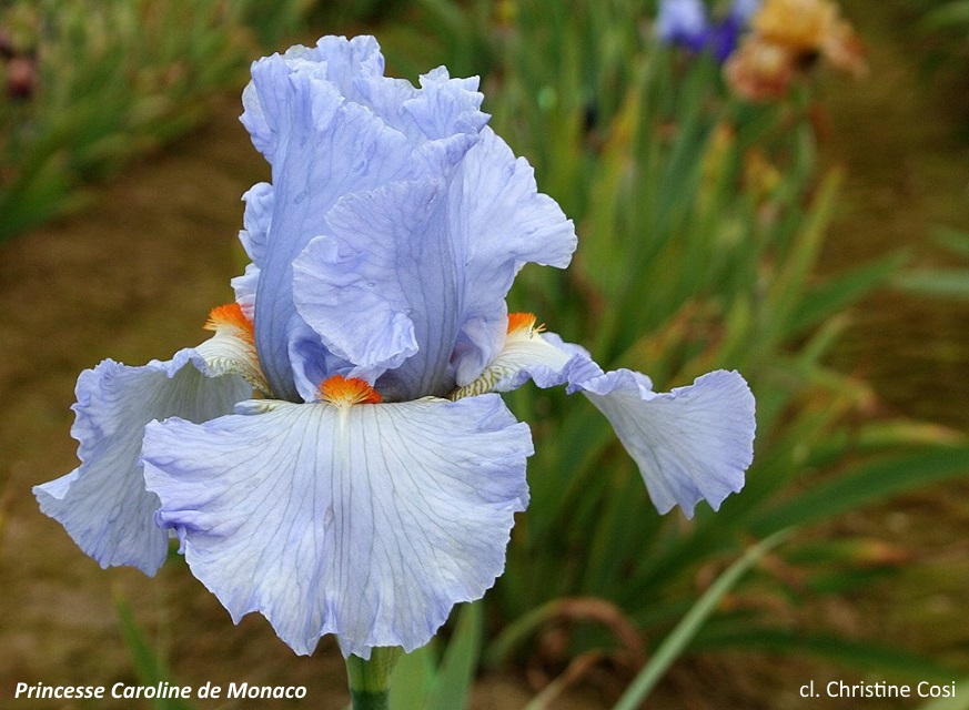 World of Irises: French Irises and Their Hybridizers