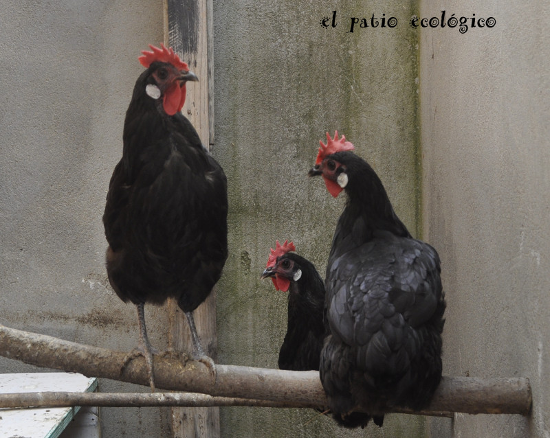 EL PATIO ECOLÓGICO: septiembre 2012