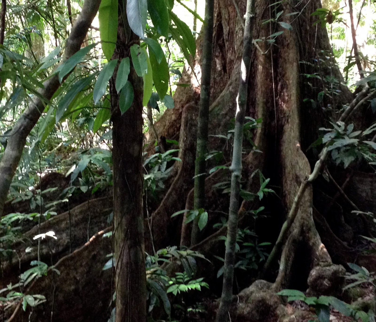 Arbor Day Aussie Style | SToNZ