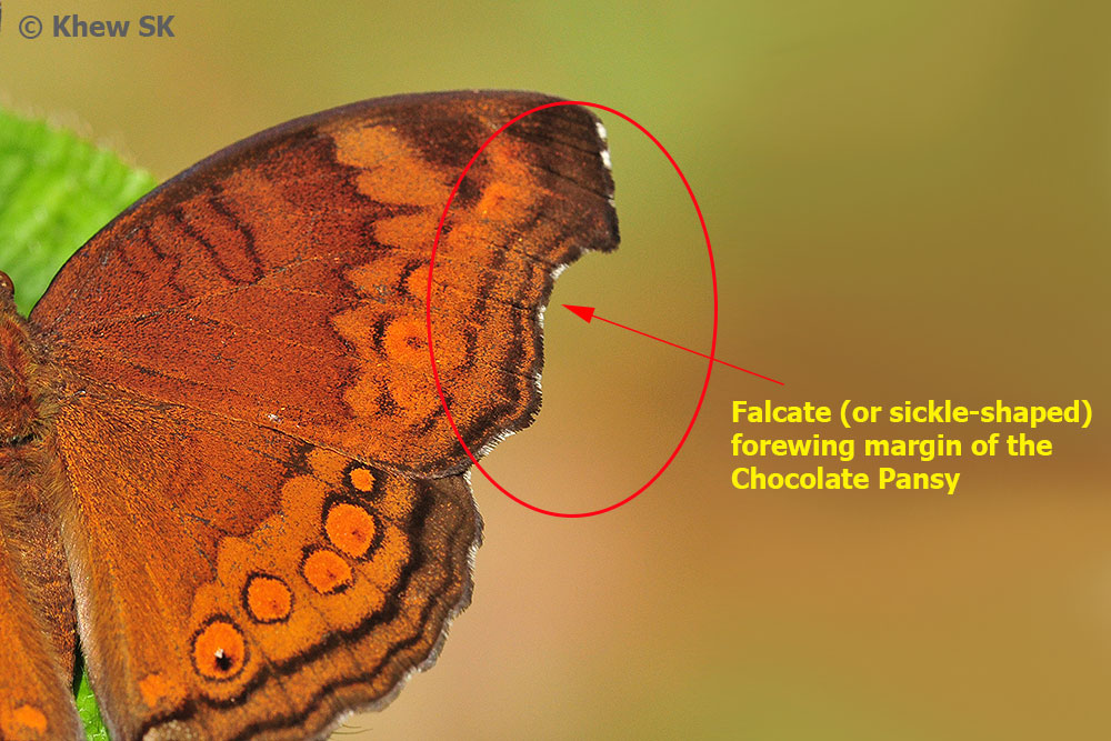 Butterflies of Singapore: Butterfly Anatomy - Part 4