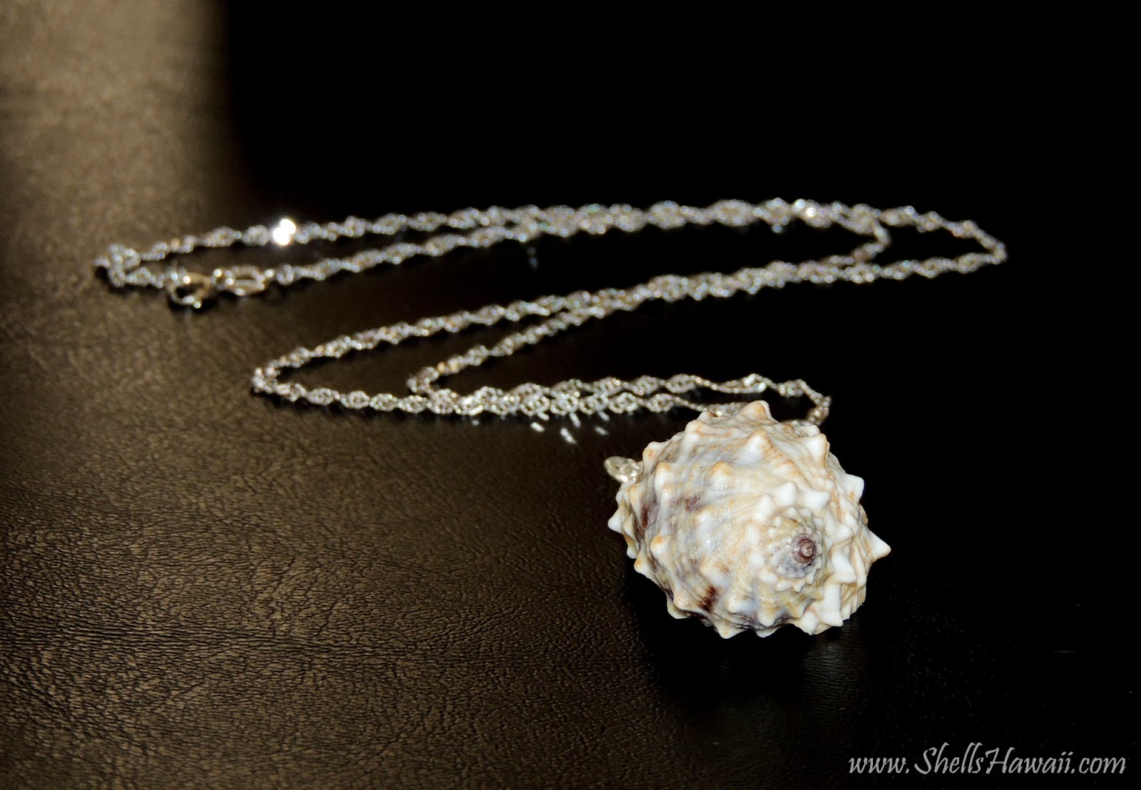 ShellsHawaii ...by Janjira: Kauai / Hawaiian seashells / Drupe open dry ...