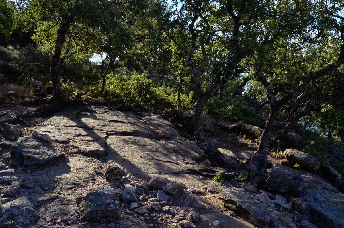 ALMANAQUE NATURAL: Los Encinares de Gredos