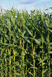 Wait! I Have a Blog?!: August 2011