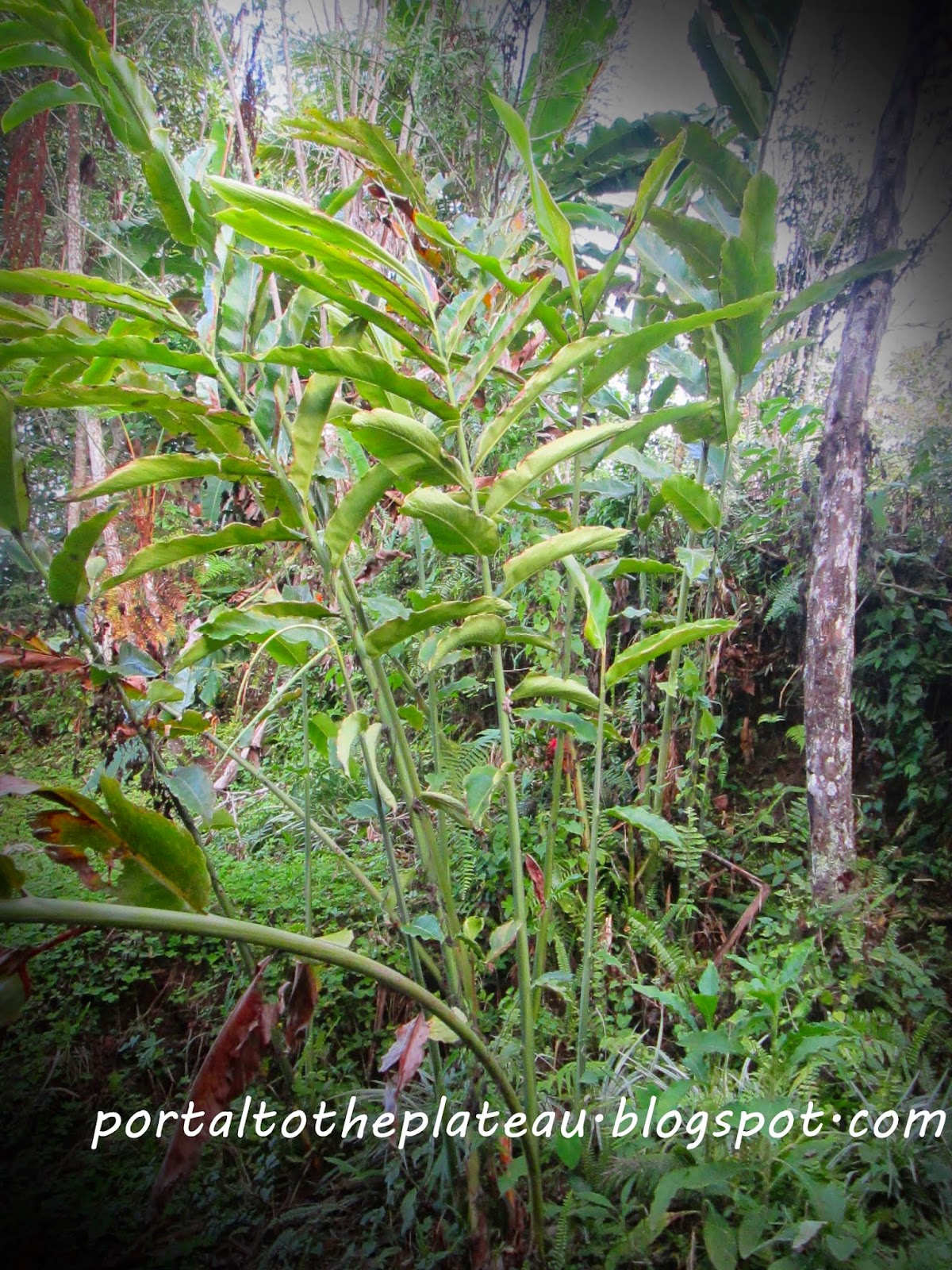 Portal to the Plateau: Photos of the Plateau