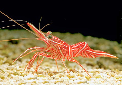 Informasi Hewan dan Tanaman : Udang