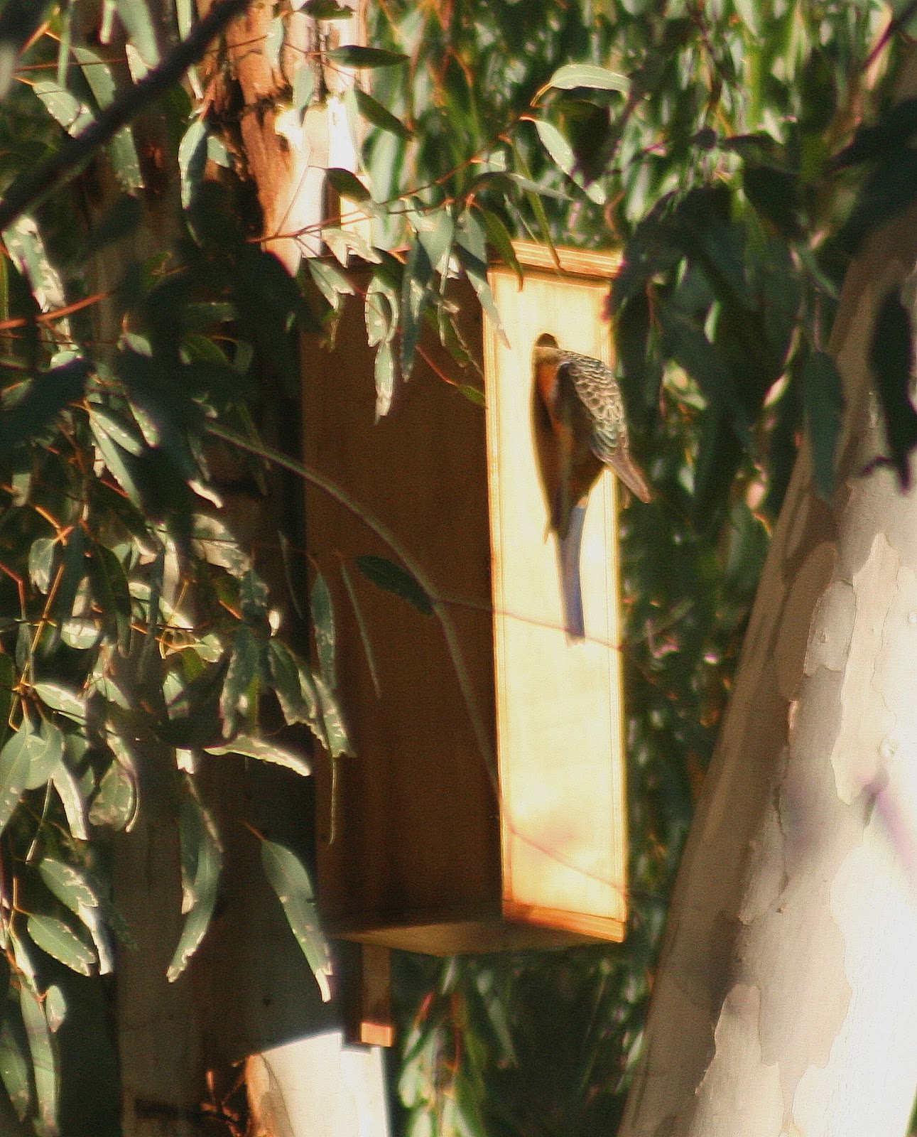 Green Block Shiraz !: Project Bird Boxes