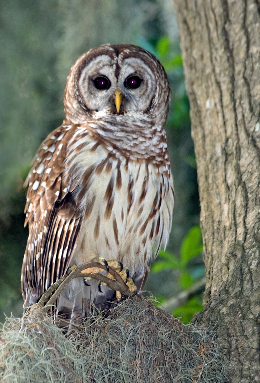 Diana Churchill Birds