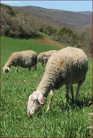 Hilandocabos: Lacaune