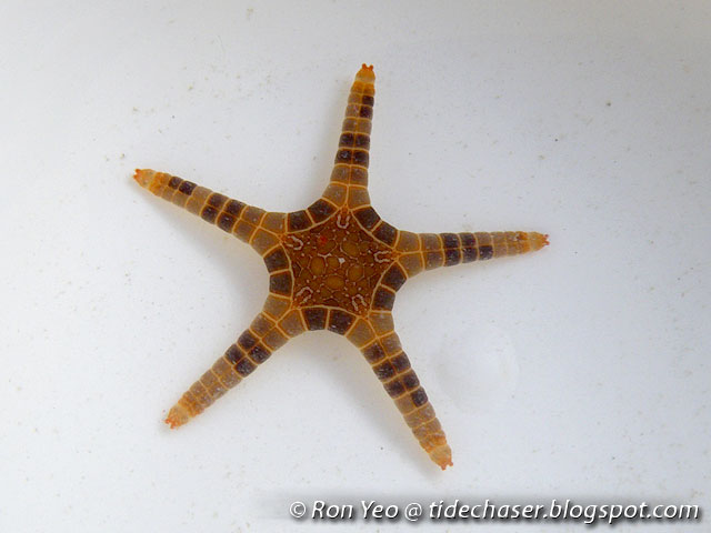tHE tiDE cHAsER: Sea Stars (Phylum Echinodermata: Class Asteroidea) of ...