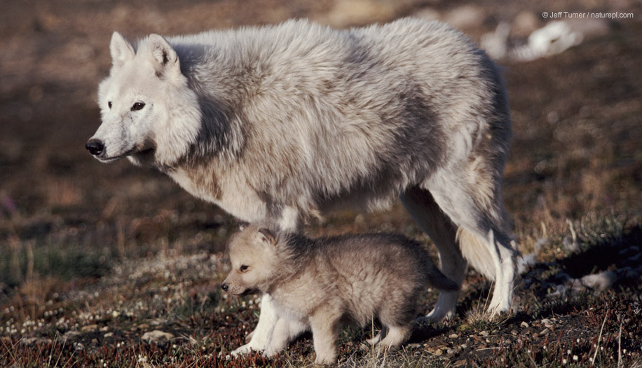Lobo con su cachorro - Imagui