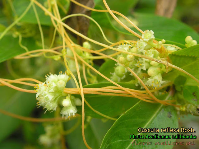Medicinal Plants: Cuscuta reflexa, Giant Dodder, kodiyar kundal, Swarna ...
