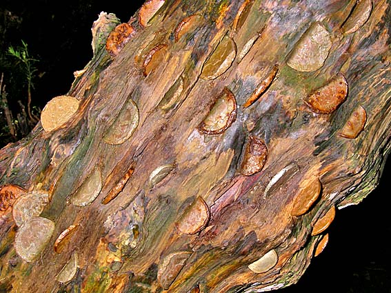 CABINET OF CURIOSITIES: Money Tree