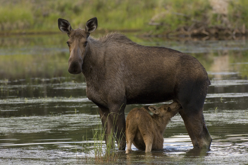 TVL: Animal da semana - Alce