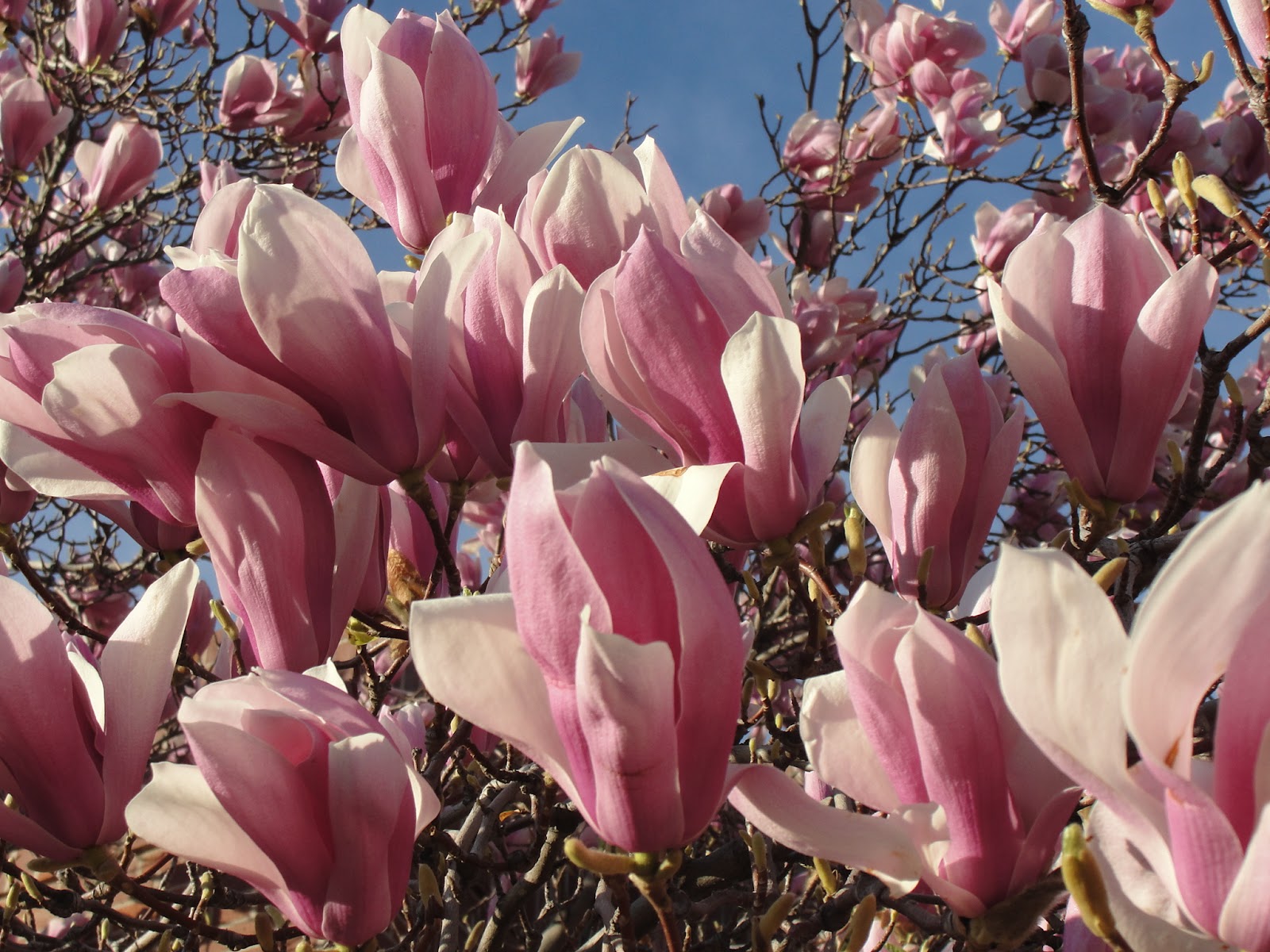 Moon Valley Productions: Magnolia Tree - So Pretty in Pink!